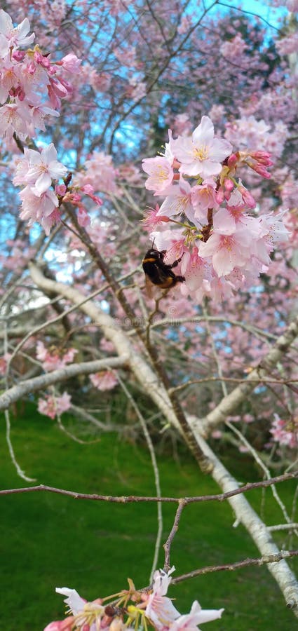 Bumble Bee on Some Pink Flowers on a Tree in Spring Stock Image - Image ...