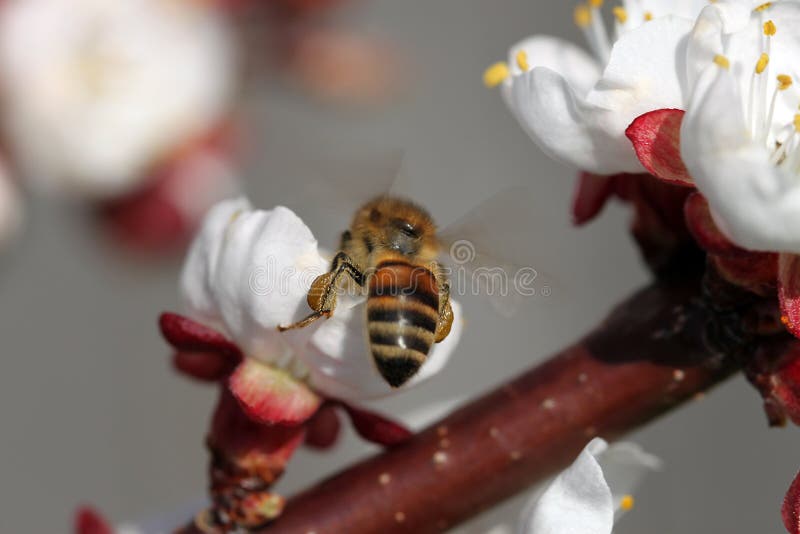 Bumble Bee on Spring Blossom Stock Image - Image of blossom, animal ...