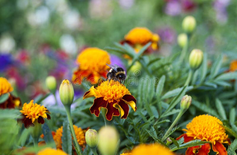 Bumble-bee sun bathing stock image. Image of insect, closeup - 20718573