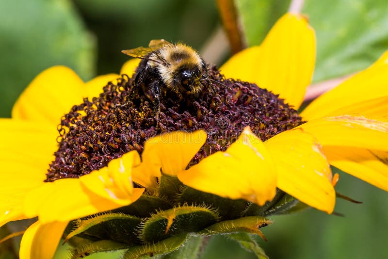 Sunglower Child Stock Photos - Free & Royalty-Free Stock Photos from ...