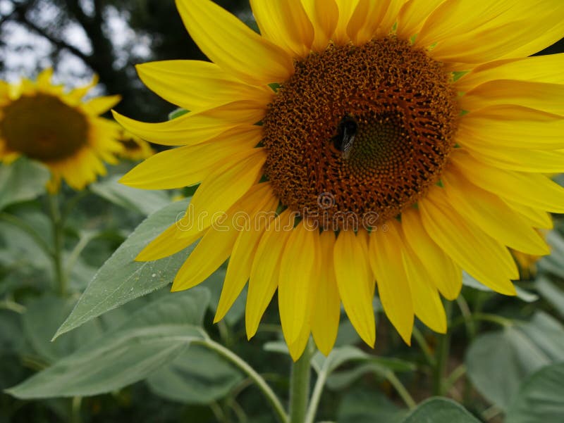 Bumble Bee in a Sunflower, Hard at Work To Pollinate Florets Stock ...
