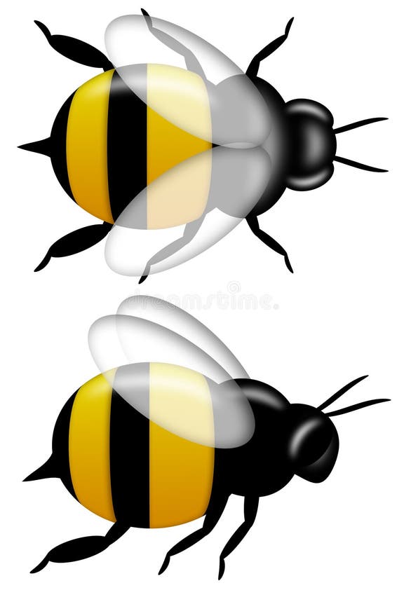 Bee Side View Stock Illustrations – 288 Bee Side View Stock ...