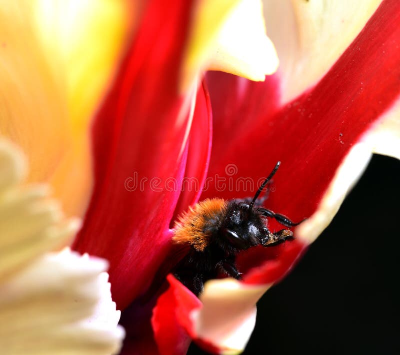 Bumble Bee and the Tulip stock image. Image of rhododendron - 118642899