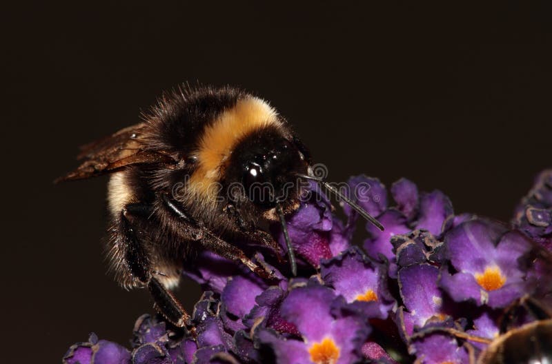 Profile of Bumble Bee Bombus Insect on Purple Flower Stock Photo ...