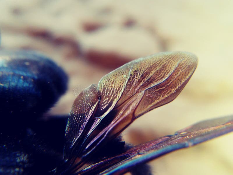 Insects Bumble Bee. Wings stock image. Image of feather - 103574075