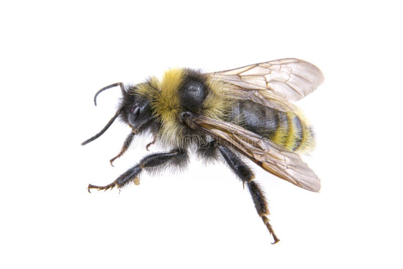 Bumble-bee on a White Background Stock Image - Image of small, animal ...