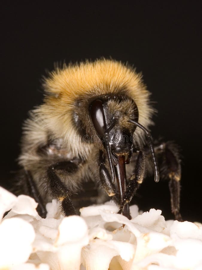 Bumble Bee on White Buddleia Flower Macro Stock Photo - Image of drink ...