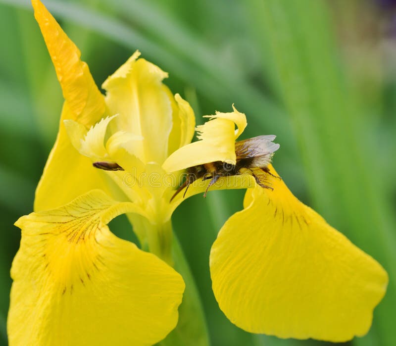 Bumble Bee stock photo. Image of garden, chives, nectar - 95632888