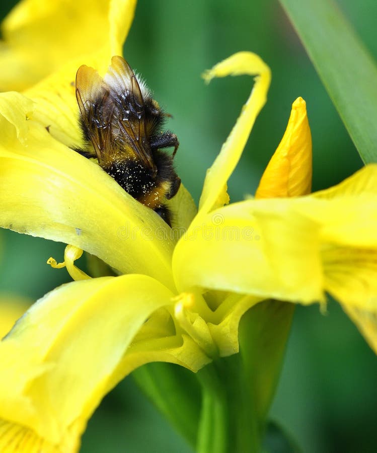 Bumble Bee stock image. Image of england, insect, iris - 95633069
