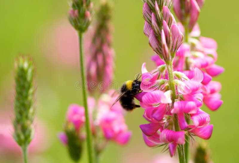 Bumble Bee on Wild Pink Flower Stock Image - Image of vivid ...