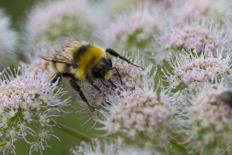 Bumble bee at work stock image. Image of pollination - 122061147