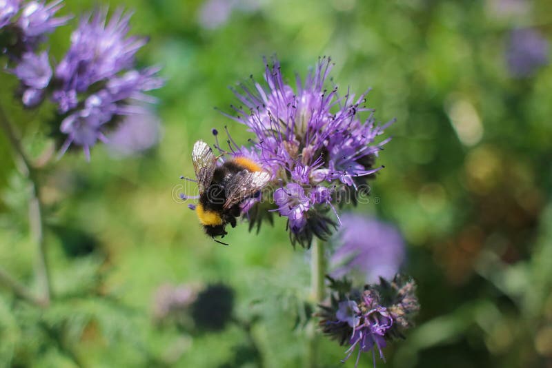 Bumble Bee at Work Polinating Stock Photo - Image of bumble, lavender ...