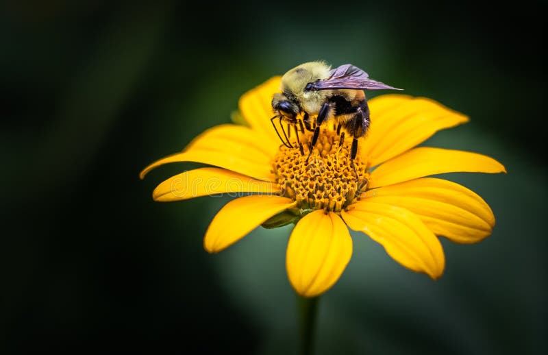 Bumble Bee on Yellow Flower Stock Photo - Image of insect, yellow ...