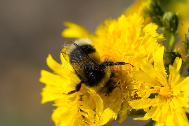 Bumblebee on yellow flower stock photo. Image of moth - 104982530