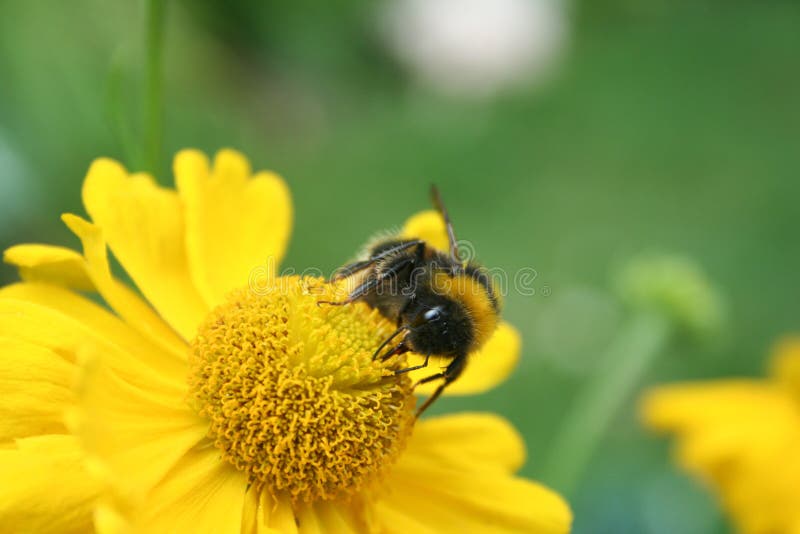 Bumble Bee on Yellow Flower Stock Photo - Image of honey, pollinate ...