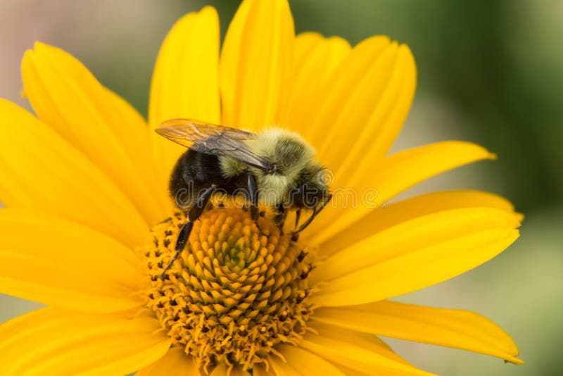 Bumble Bee on a Yellow Flower Stock Image - Image of abdomen, macro ...