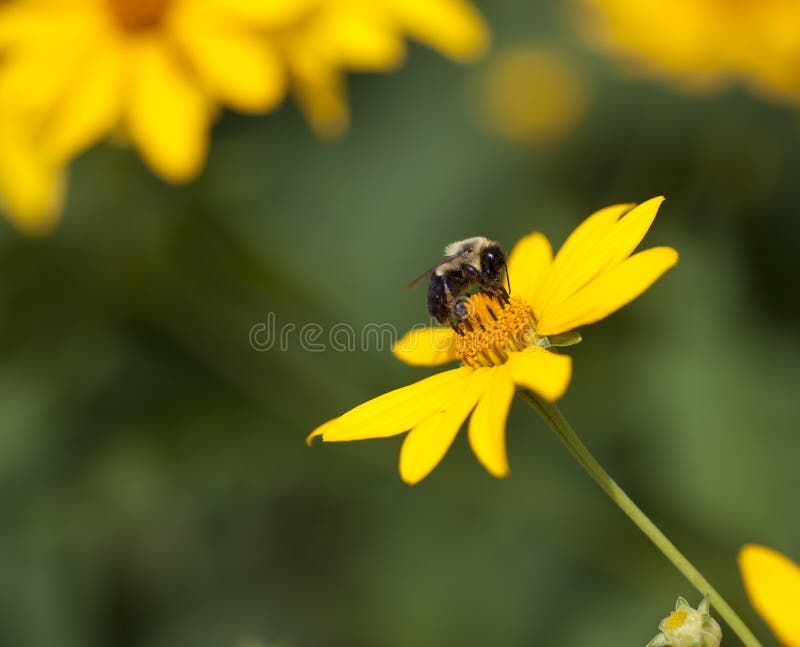 Bumble Bee on Yellow Flower Stock Photo - Image of spring, floral: 32682280
