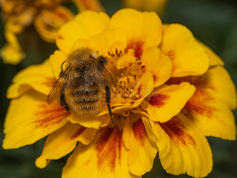 A Bumble-Bee with Yellow and Golden Hairs Stock Photo - Image of flower ...