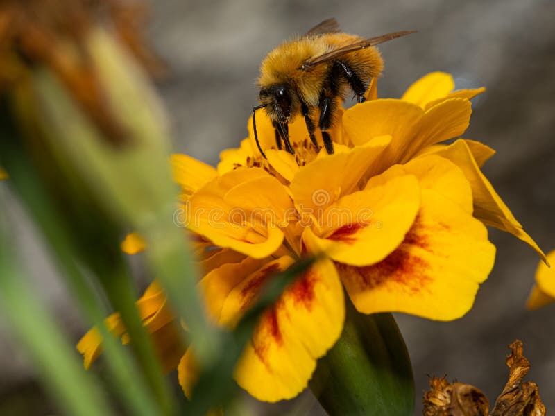A Bumble-Bee with Yellow and Golden Hairs Stock Image - Image of worker ...