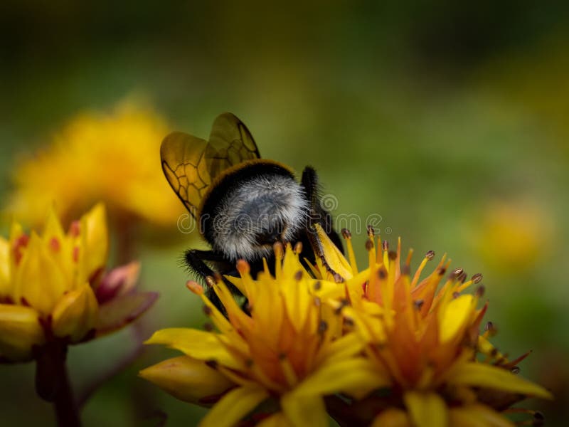 372 Bumble Bee Stripes Stock Photos - Free & Royalty-Free Stock Photos ...