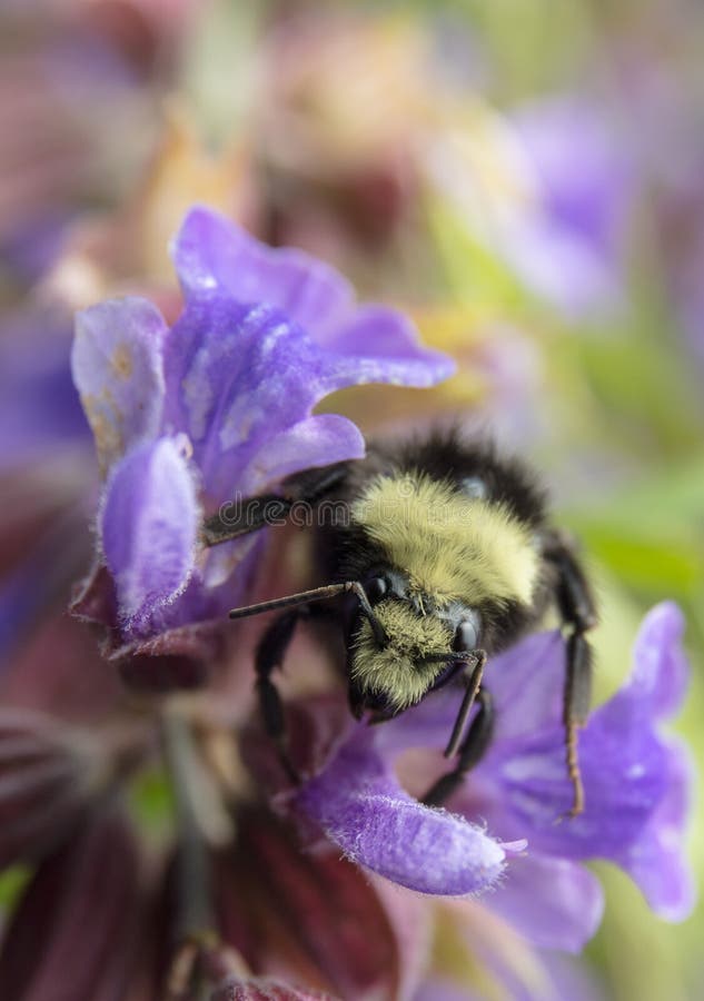 Bumble bees stock image. Image of queen, pure, america - 184421789