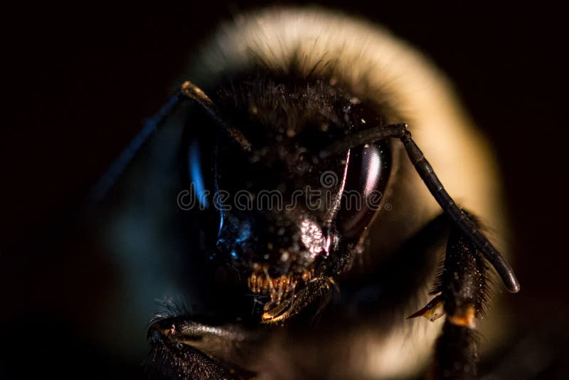 Bumble Head stock photo. Image of yellow, wing, macro - 71613194