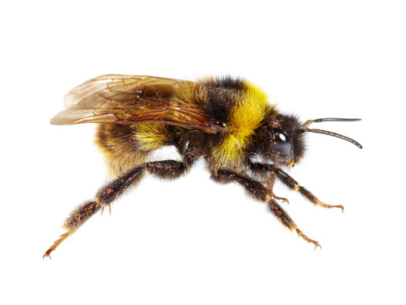 Bumblebee close up stock image. Image of animal, close - 20548041