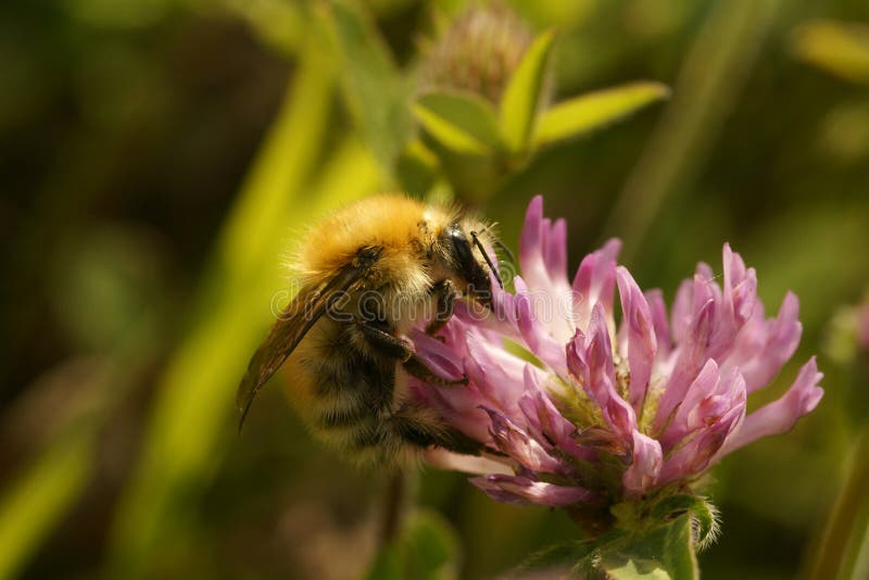 Red fox stock image. Image of nature, cunning, hunted - 8043911
