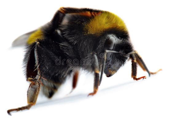 Bumblebee stock image. Image of macro, back, bumblebee - 15075109