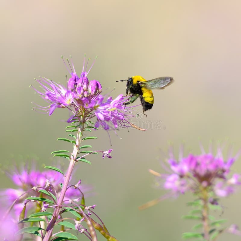 Bumblebee stock image. Image of honey, green, outdoors - 26890873