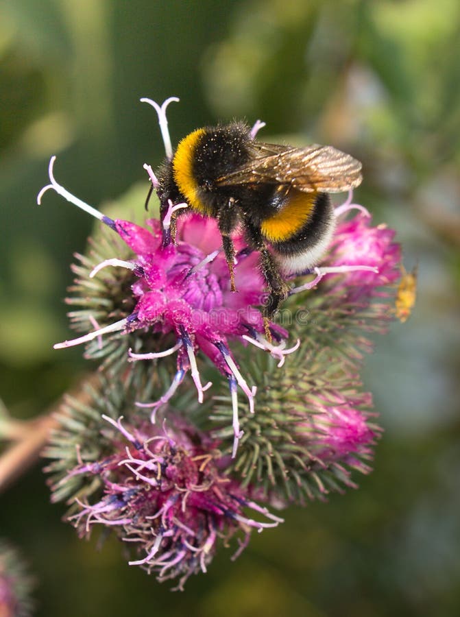 Bumblebee stock image. Image of closeup, wasp, july, agrimony - 37613937