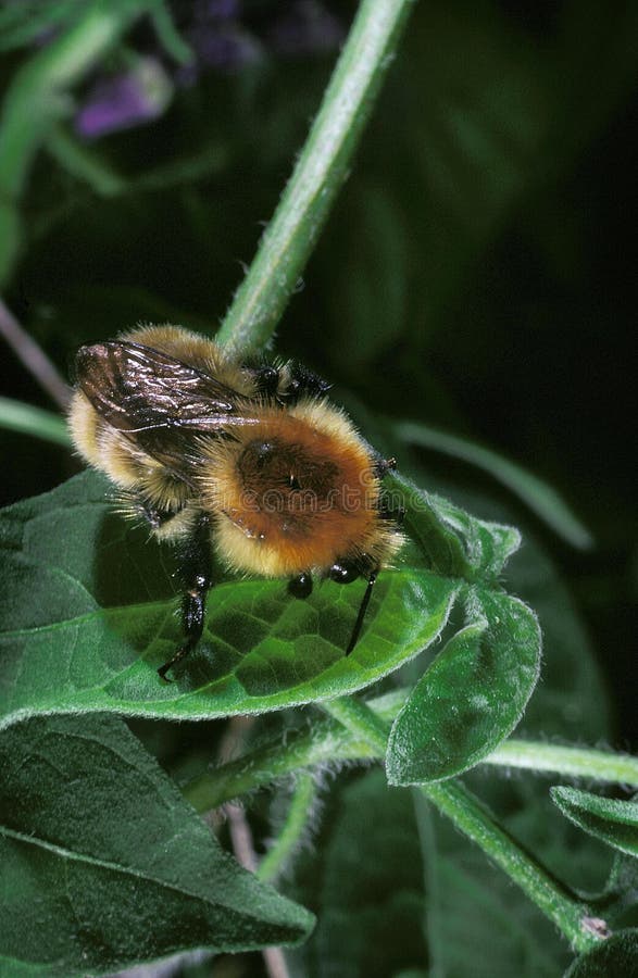 Bumblebee, Adult Standing on Leaf Stock Image - Image of outdoor ...