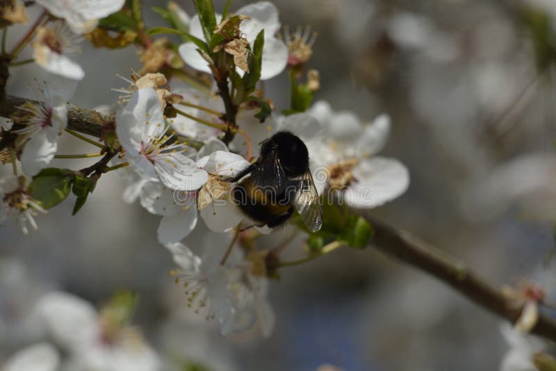 Bumblebee are All in the Dust of Flowers Stock Image - Image of pollen ...
