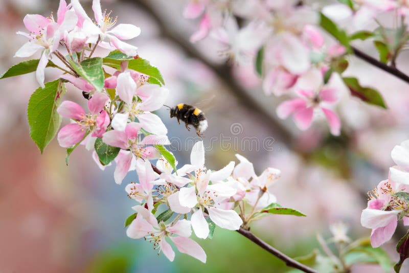 Bumblebee on Apple Tree Flower Stock Image - Image of botany, outdoors ...