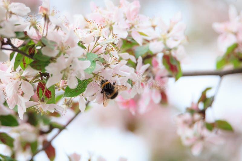 Bumblebee on Apple Tree Flower Stock Image - Image of delicate, pink ...