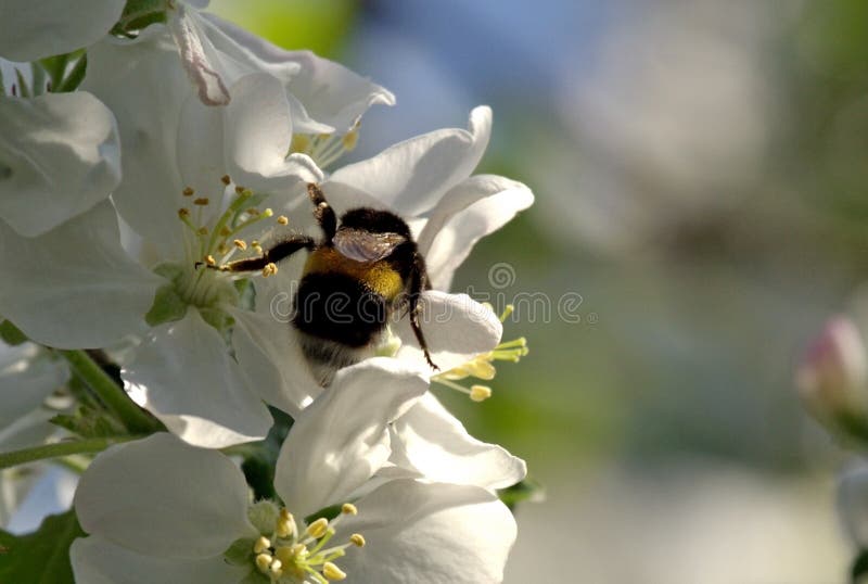 Bumblebee in Apple Tree Flowers Stock Photo - Image of climbing ...