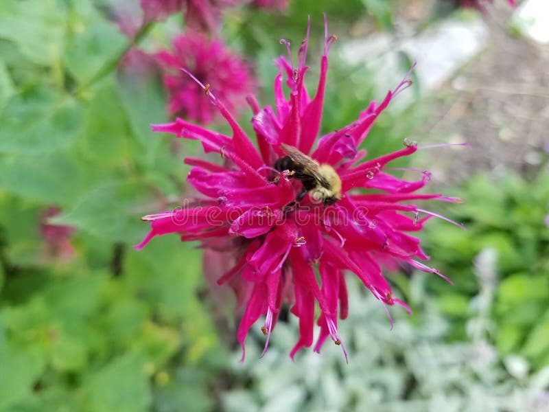 Bumblebee bee-balm pollen stock image. Image of balm - 120517743