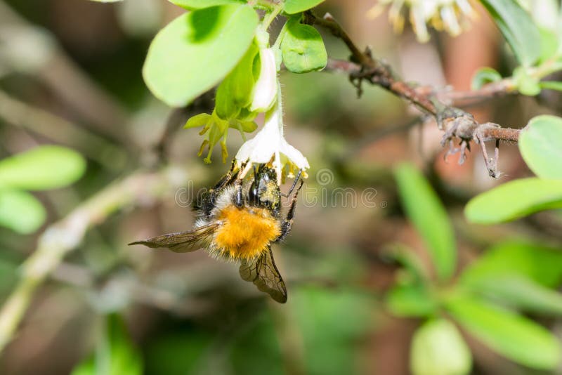 Bumblebee bee stock image. Image of animal, close, nature - 54101581