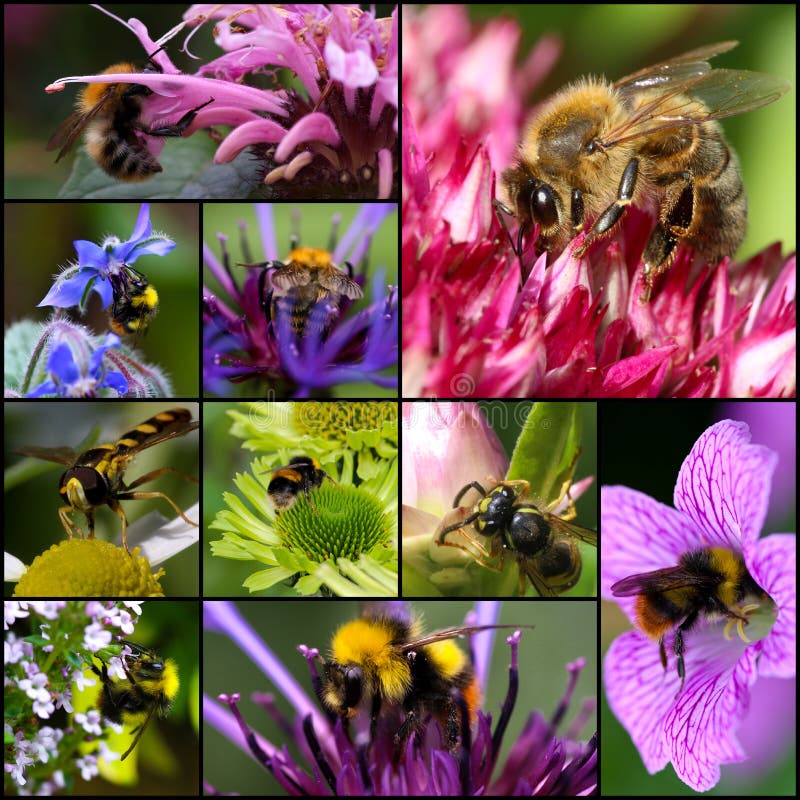 Bumblebee Bee Wasp Pollinating Flowers Set Collage Stock Photo - Image ...