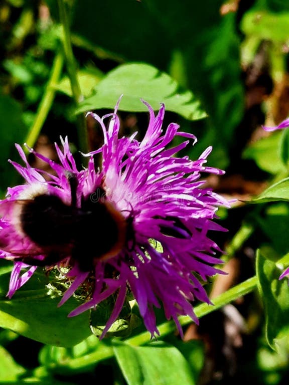 Bumblebee or Big Bee Collecting Nectar on Flower Stock Image - Image of ...