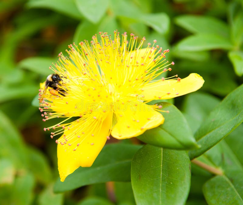Bumblebee on the Big Yellow Flower Stock Image - Image of flies ...