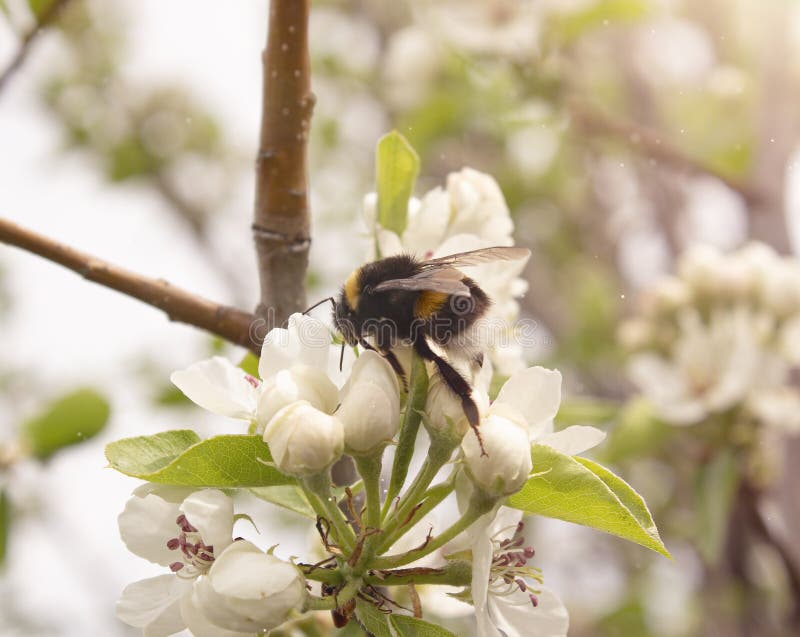 A Bumblebee on a Blooming Branch of an Apple Tree. White Flowers on a ...