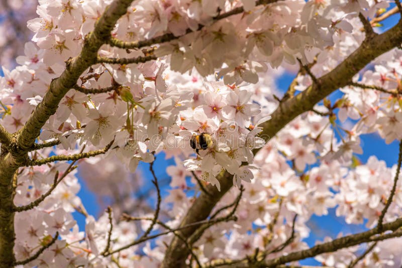 Bumblebee in a Blossom Tree Stock Image - Image of amsterdamse, park ...