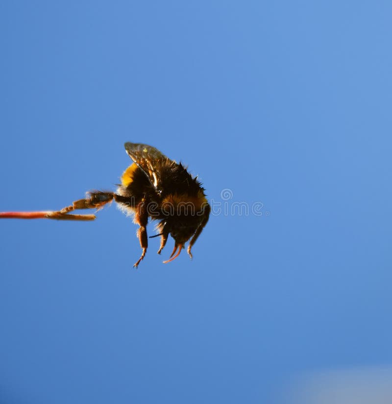 Bumblebee (Bombus) Falling Off a Blade of Grass. Stock Photo - Image of ...