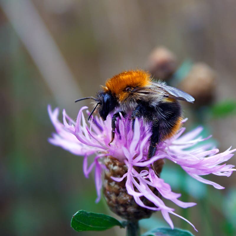 Bumblebee Bombus Morio in Front View Stock Photo - Image of arachnid ...