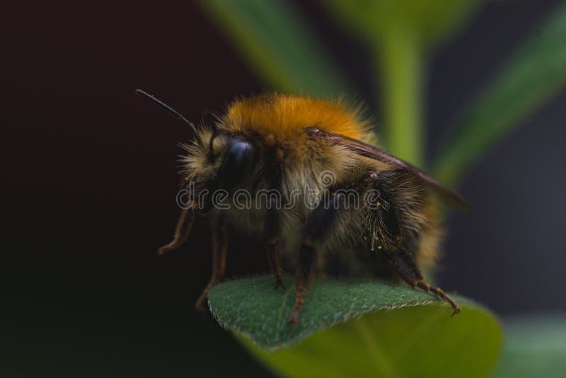 Bumblebee,Bombus (Pyrobombus) Hypnorum Resting on a Leaf Stock Image ...