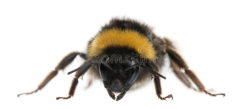 Top view of a Bumblebee stock image. Image of high, tailed - 44429945