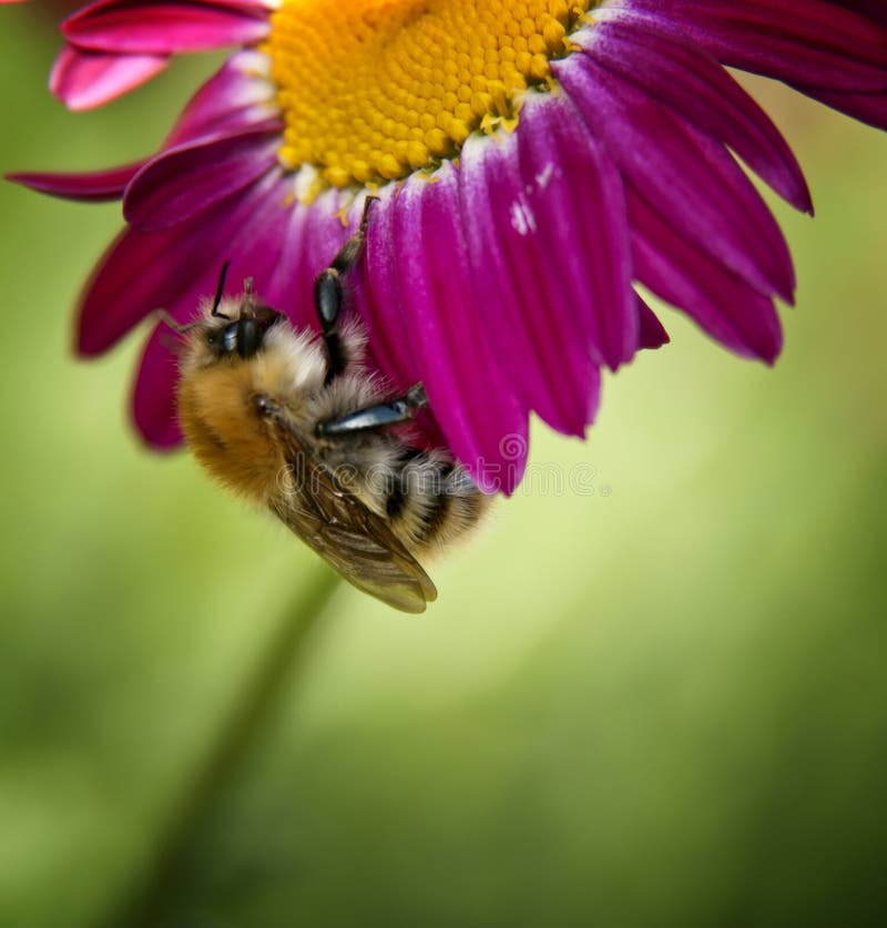 Bumblebee on a Bright Pink Flower. Stock Photo - Image of close, insect ...
