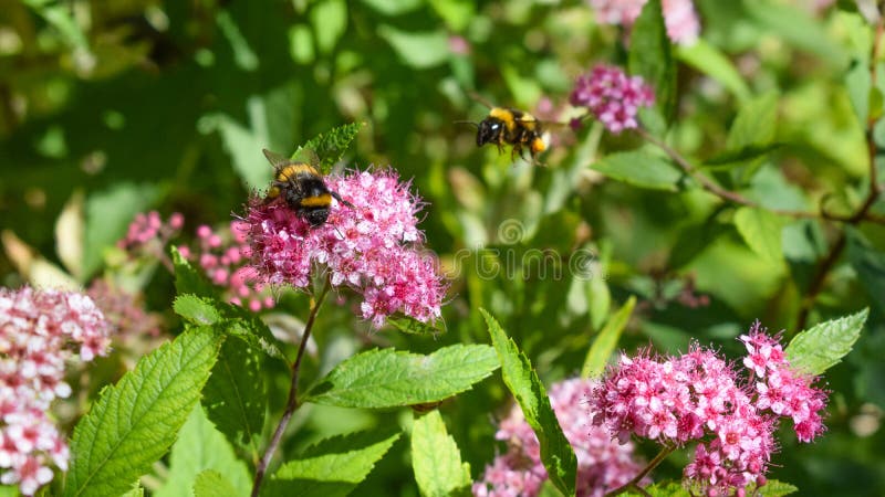 Bumblebee stock photo. Image of flower, branch, leaves - 107799798