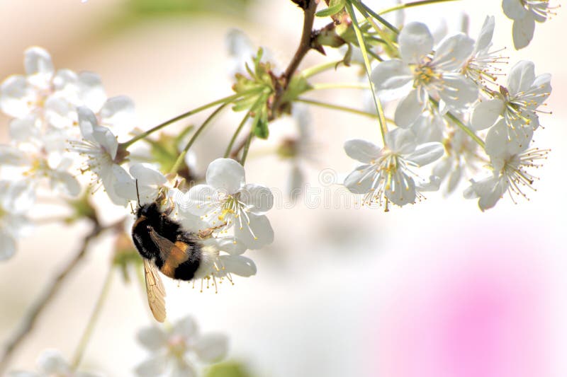Bumblebee on Cherry Tree Blooms in the Spring Stock Image - Image of ...